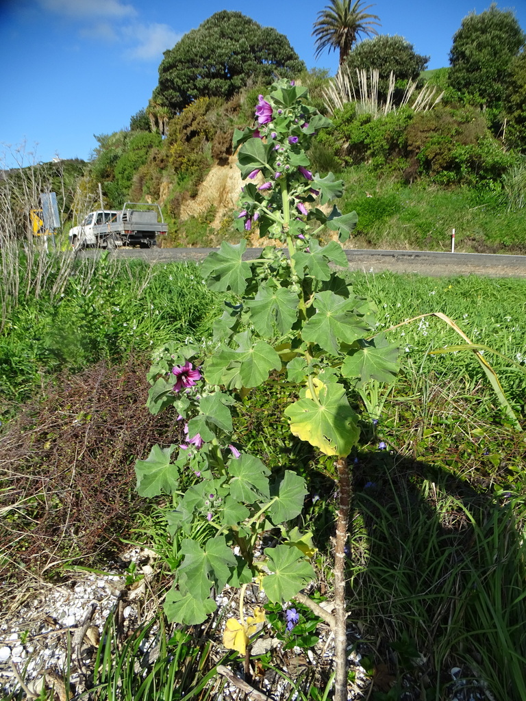 Tree Mallow from Whitby, Porirua, New Zealand on August 23, 2022 at 02: ...
