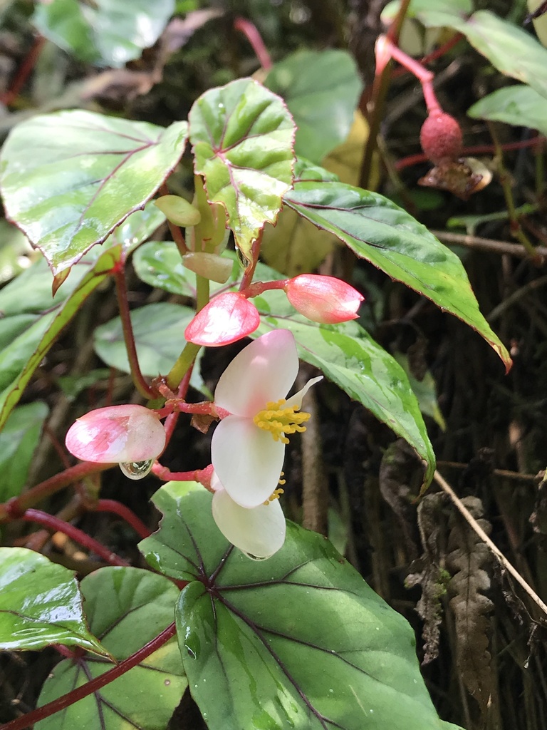(Begonia meyeri-johannis) - Botanical Realm