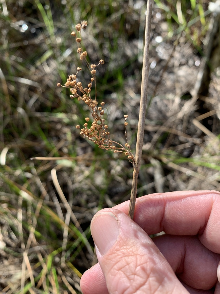 Juncus polyanthemus in July 2022 by Geoffrey Sinclair · iNaturalist