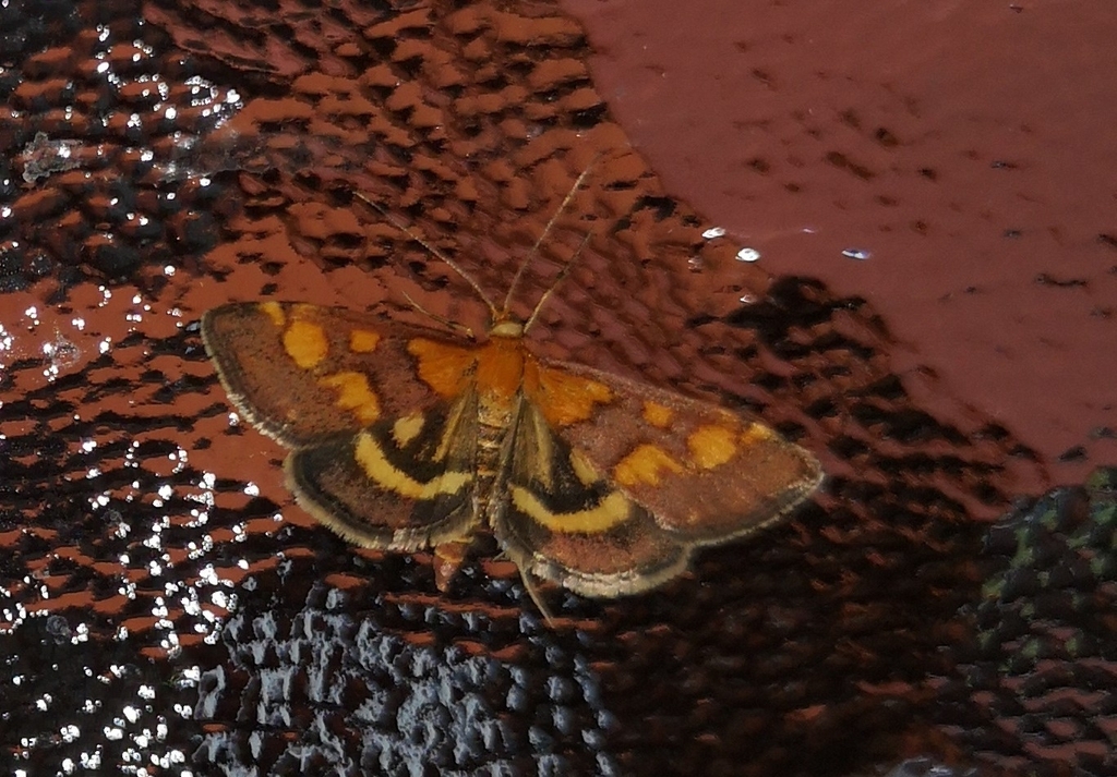Common Crimson-and-gold Moth from 8502, Österreich on August 23, 2022 ...