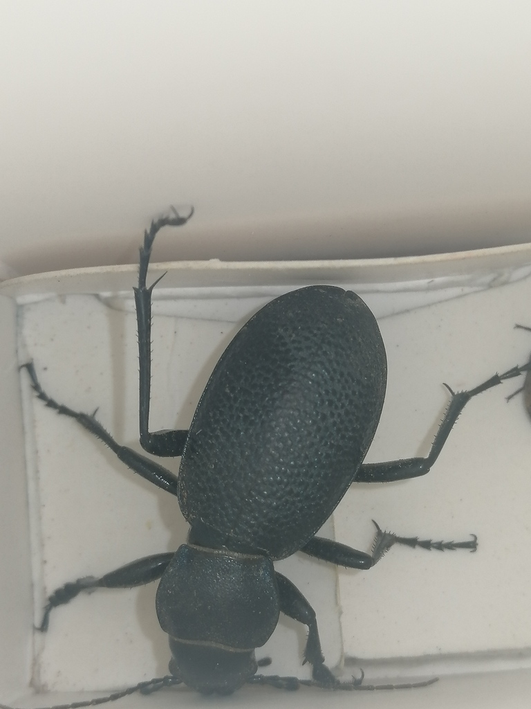 Carabus brandti from 中国辽宁省朝阳市建平县 on April 17, 2022 at 08:17 PM by ...
