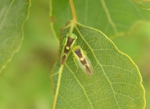 Idiocerus lunaris · iNaturalist