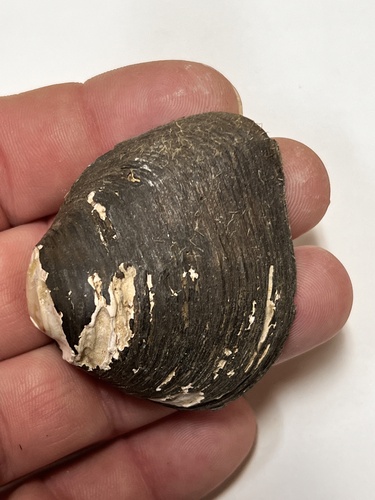 Heavy Pigtoe (Pleurobema taitianum) · iNaturalist United Kingdom