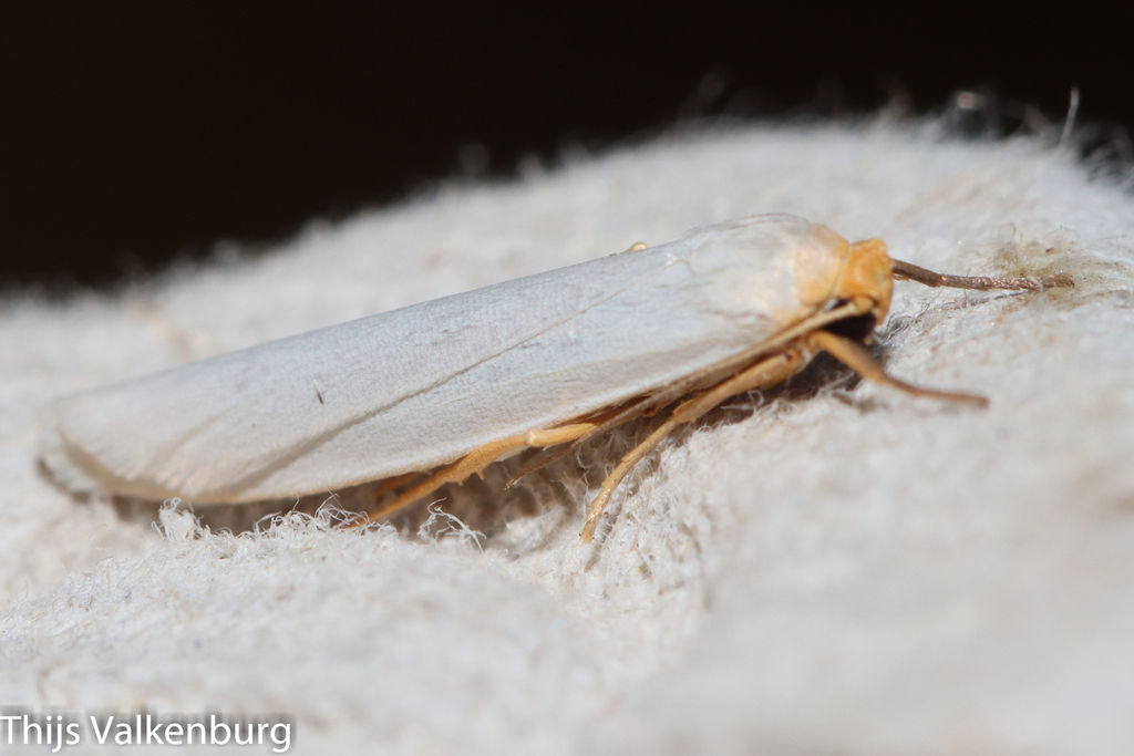 Eilema uniola from Silves, Portugal on August 20, 2022 at 07:46 AM by ...