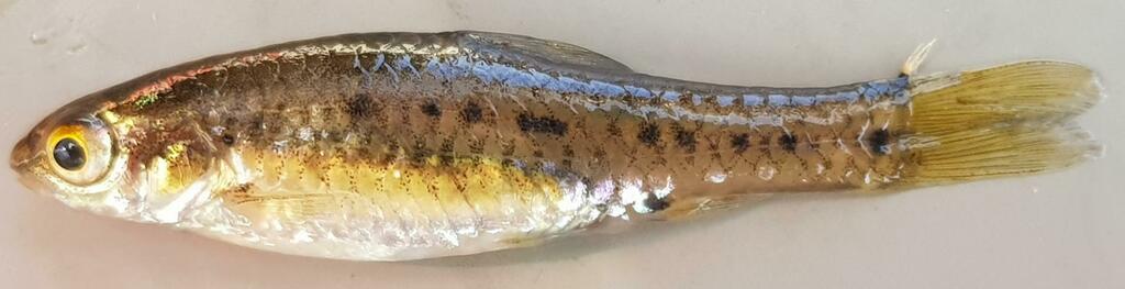 Broad-striped Barb from Ehlanzeni, South Africa on August 22, 2022 at ...