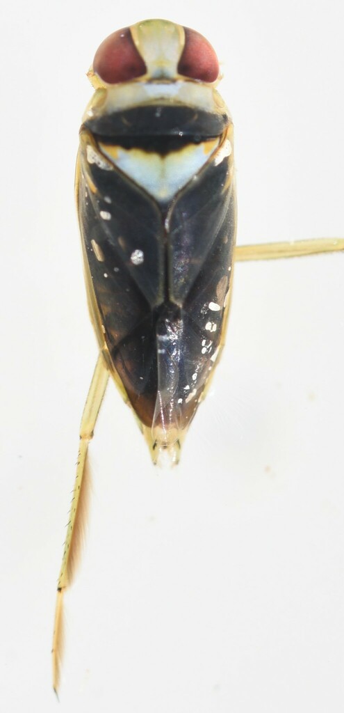 Enithares from Ehlanzeni, South Africa on August 22, 2022 at 03:21 PM ...