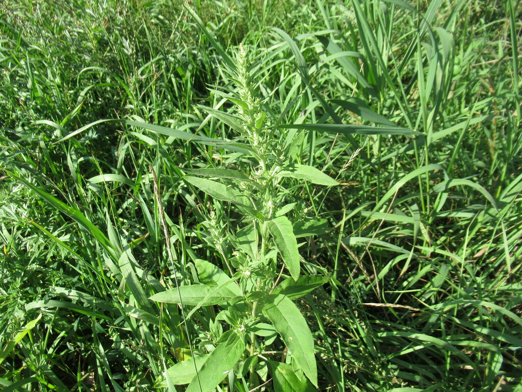 Russian-pigweed from Белореченский, Иркутская обл., Россия on August 23 ...