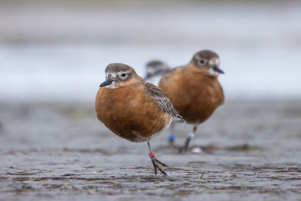 Southern New Zealand Plover from Southland, New Zealand on August 23 ...
