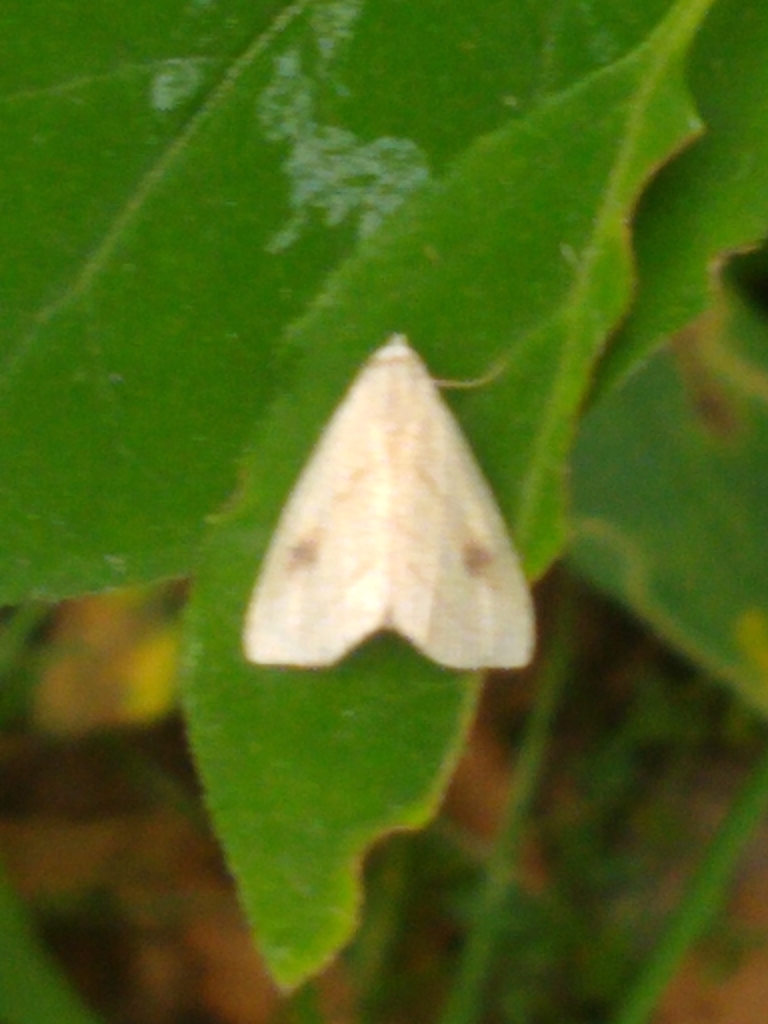 Spotted Grass Moth from Charlotte, VT 05445, USA on August 23, 2022 at ...
