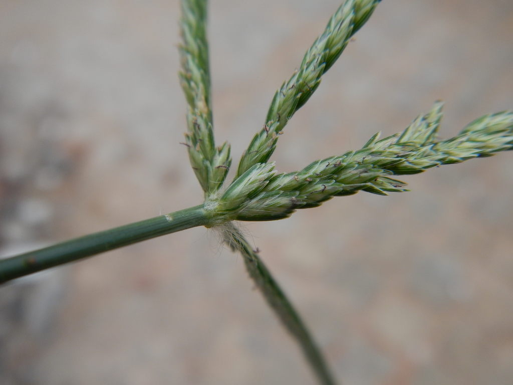 Goose Grass (Vascular Plants of Lost Cove Farm) · iNaturalist
