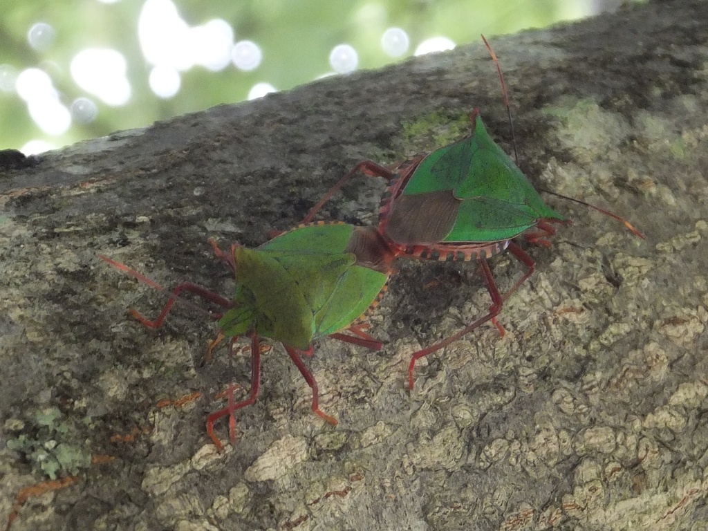 Japanese Stink Bug from 八ヶ岳中信高原国定公園, 南佐久郡佐久穂町, 長野県, JP on August 21 ...