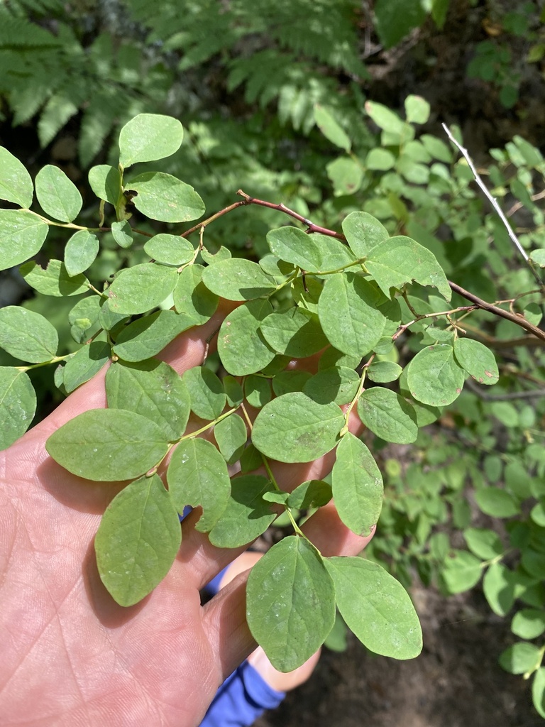 Oval-leaf Blueberry from Copper Harbor, MI, US on August 22, 2022 at 01 ...