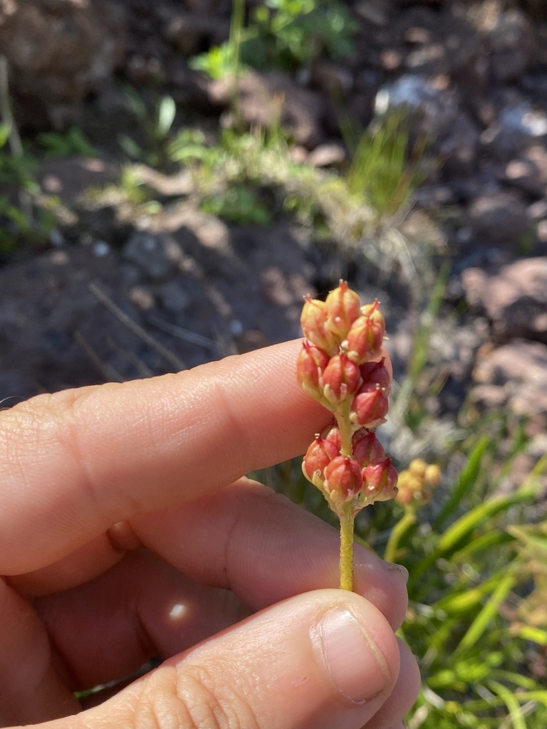 Sticky False Asphodel from M-26, Copper Harbor, MI, US on August 22 ...