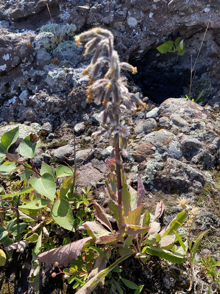 purple rattlesnake root from M-26, Copper Harbor, MI, US on August 22 ...