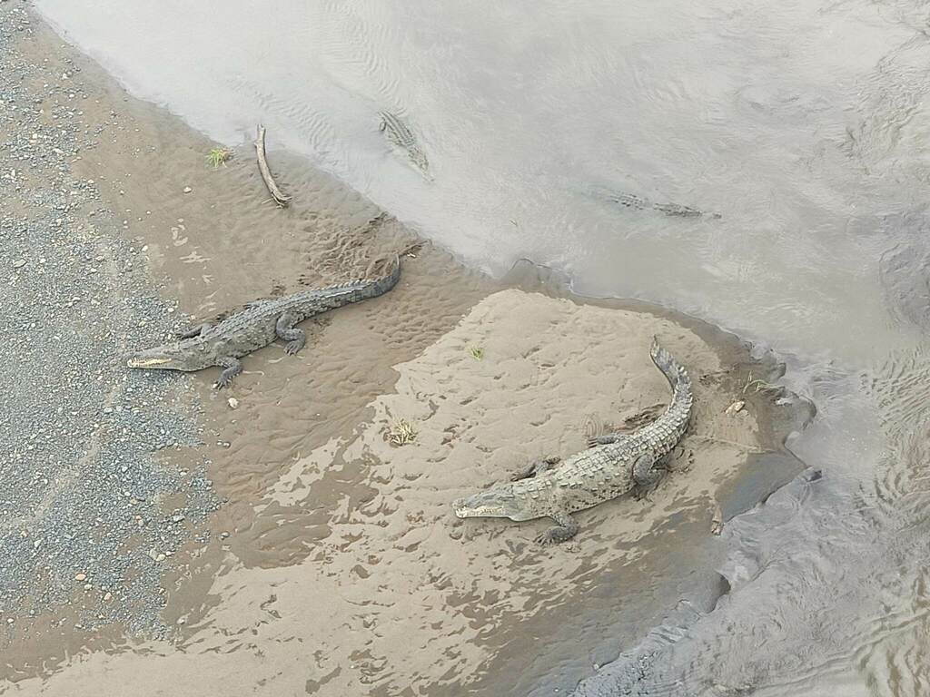 American Crocodile in August 2022 by polishcow3000 · iNaturalist