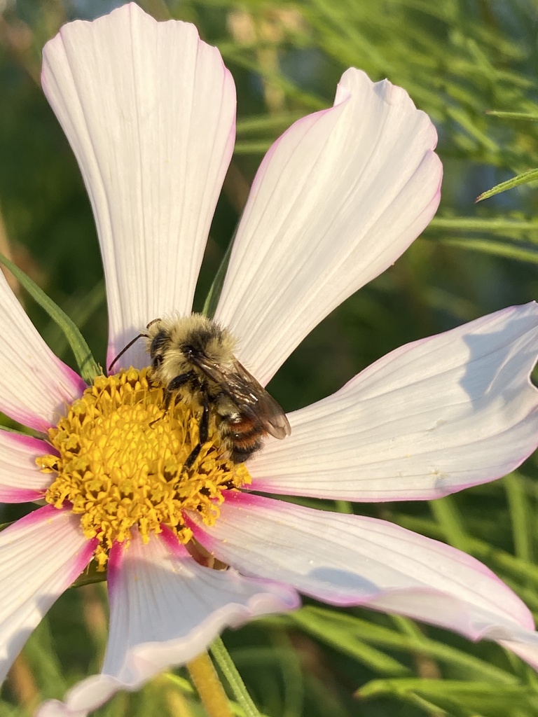 Bumble Bees from 53 St, Legal, AB, CA on August 23, 2022 at 07:53 AM by ...