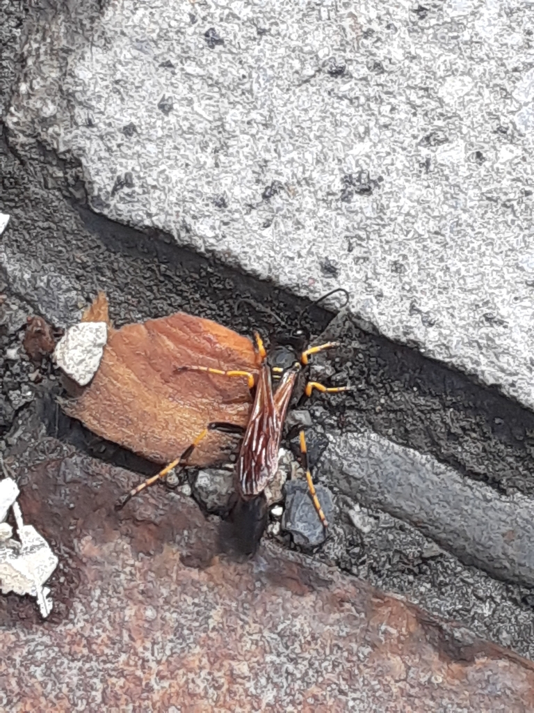 Yellow-legged Mud-dauber Wasp from Montreal, QC H3A 1Y2, Canada on ...