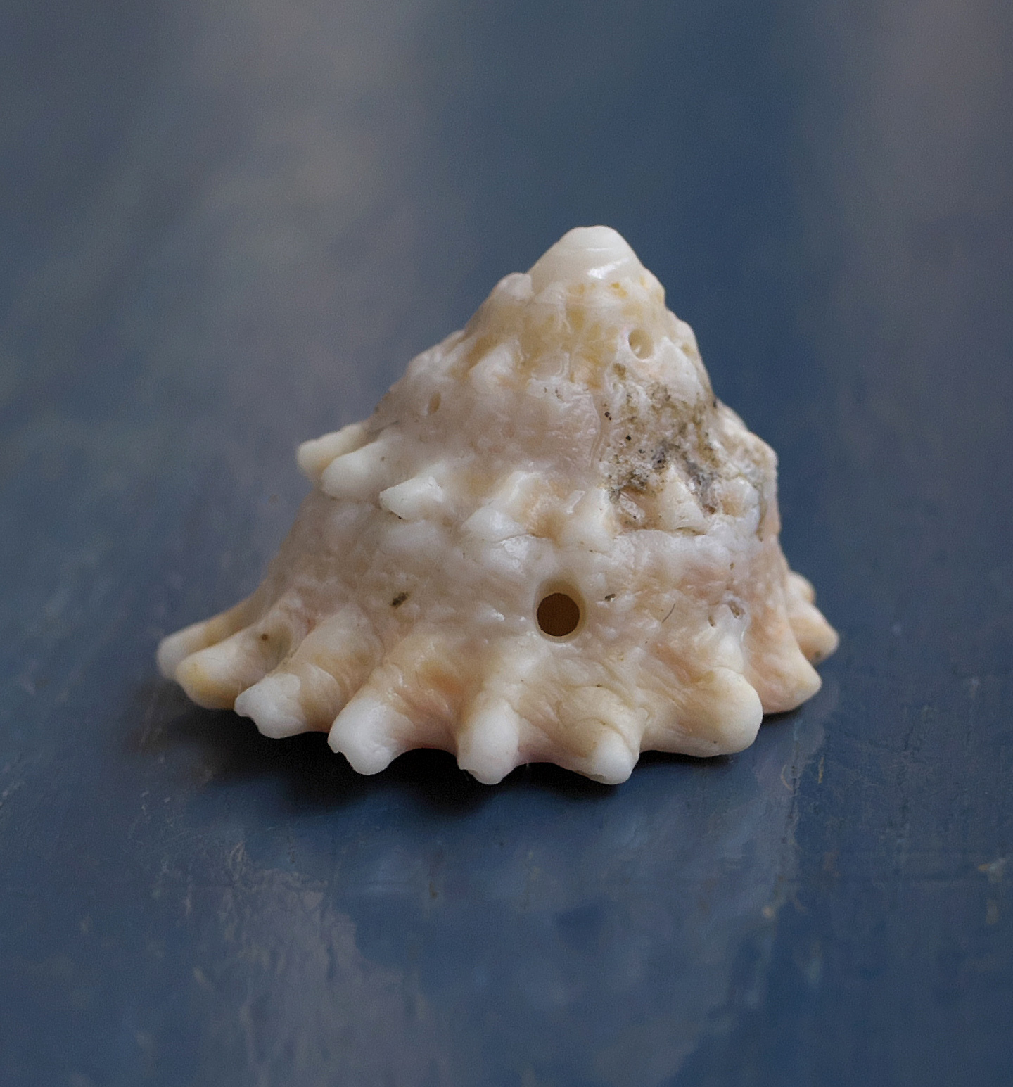 Astralium haematragum (Menke, 1829)