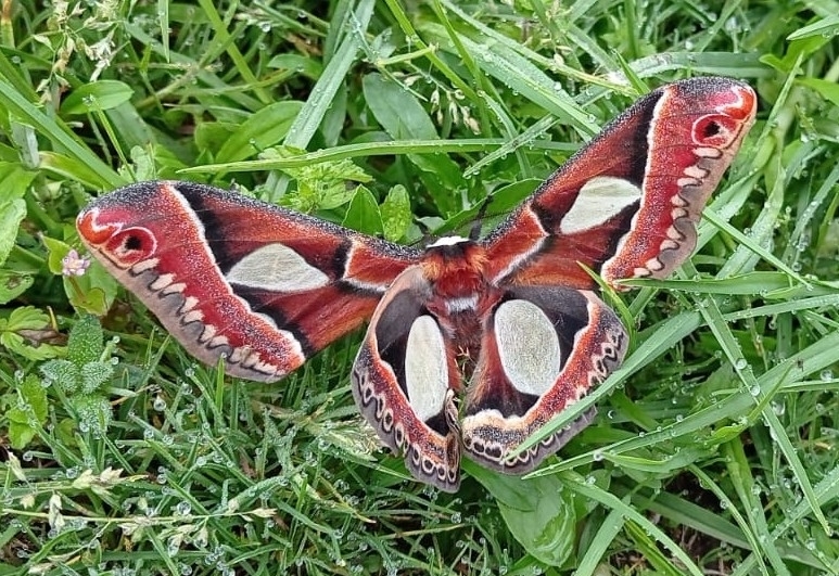 Rothschildia zacateca Westwood, 1854