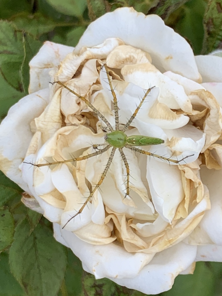 Green Lynx Spider in August 2022 by Carolyn Barkow · iNaturalist