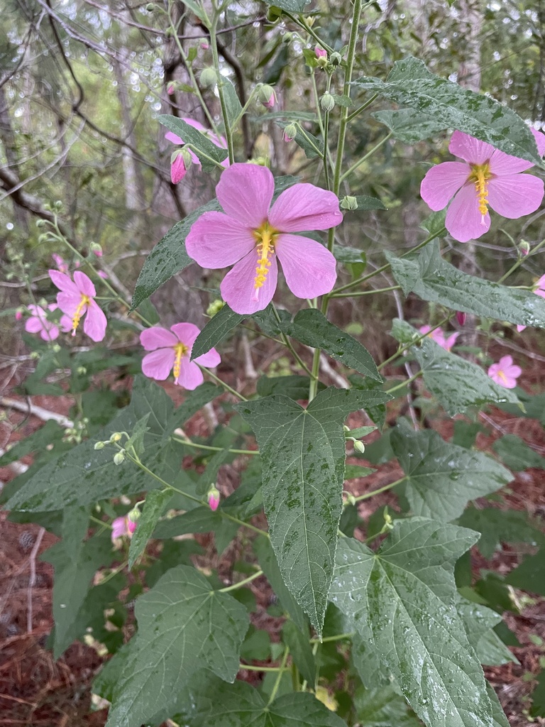 Saltmarsh mallow from Potato Neck Rd, Port Haywood, VA, US on August 22 ...