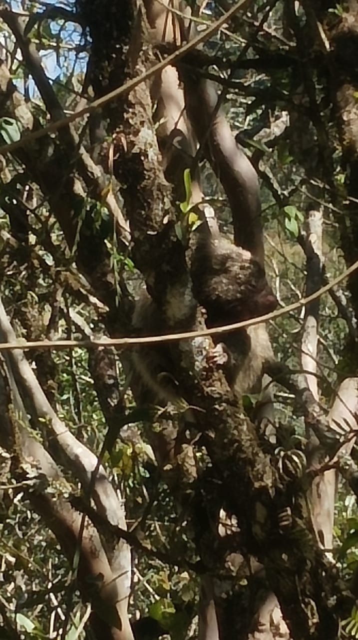 Sphiggurus spinosus (F.Cuvier, 1823)