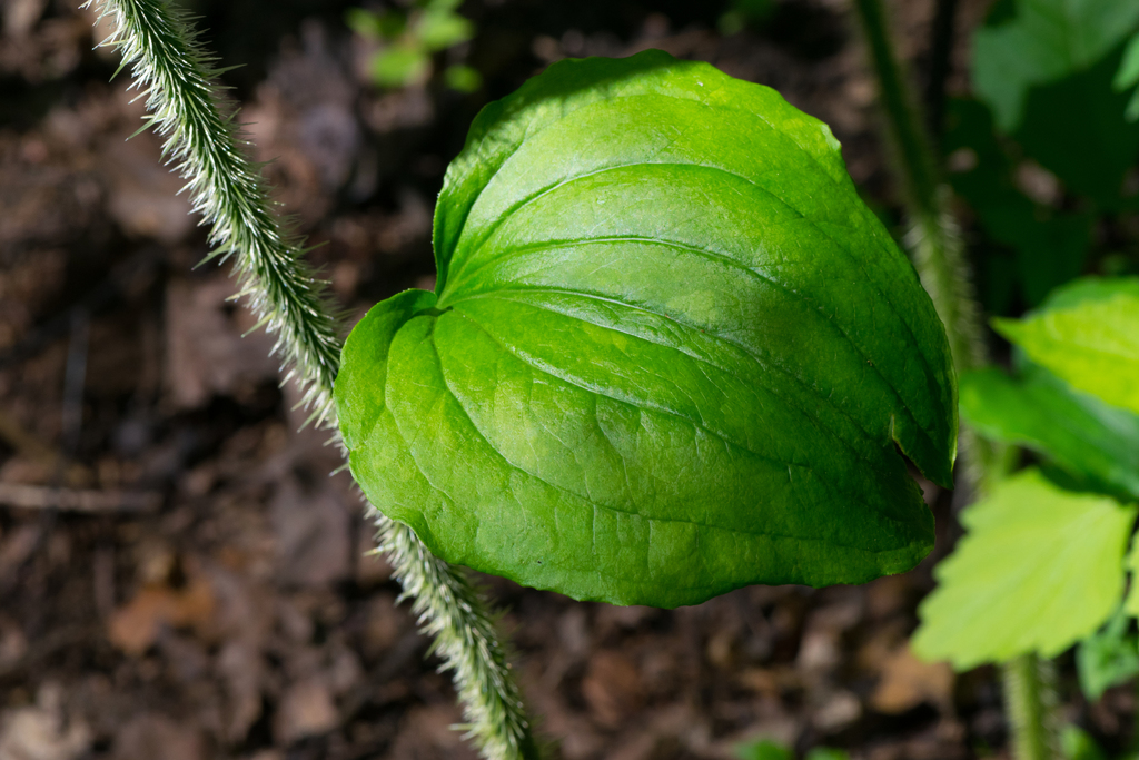 bristly green brier (Vascular Plants of Lost Cove Farm) · iNaturalist