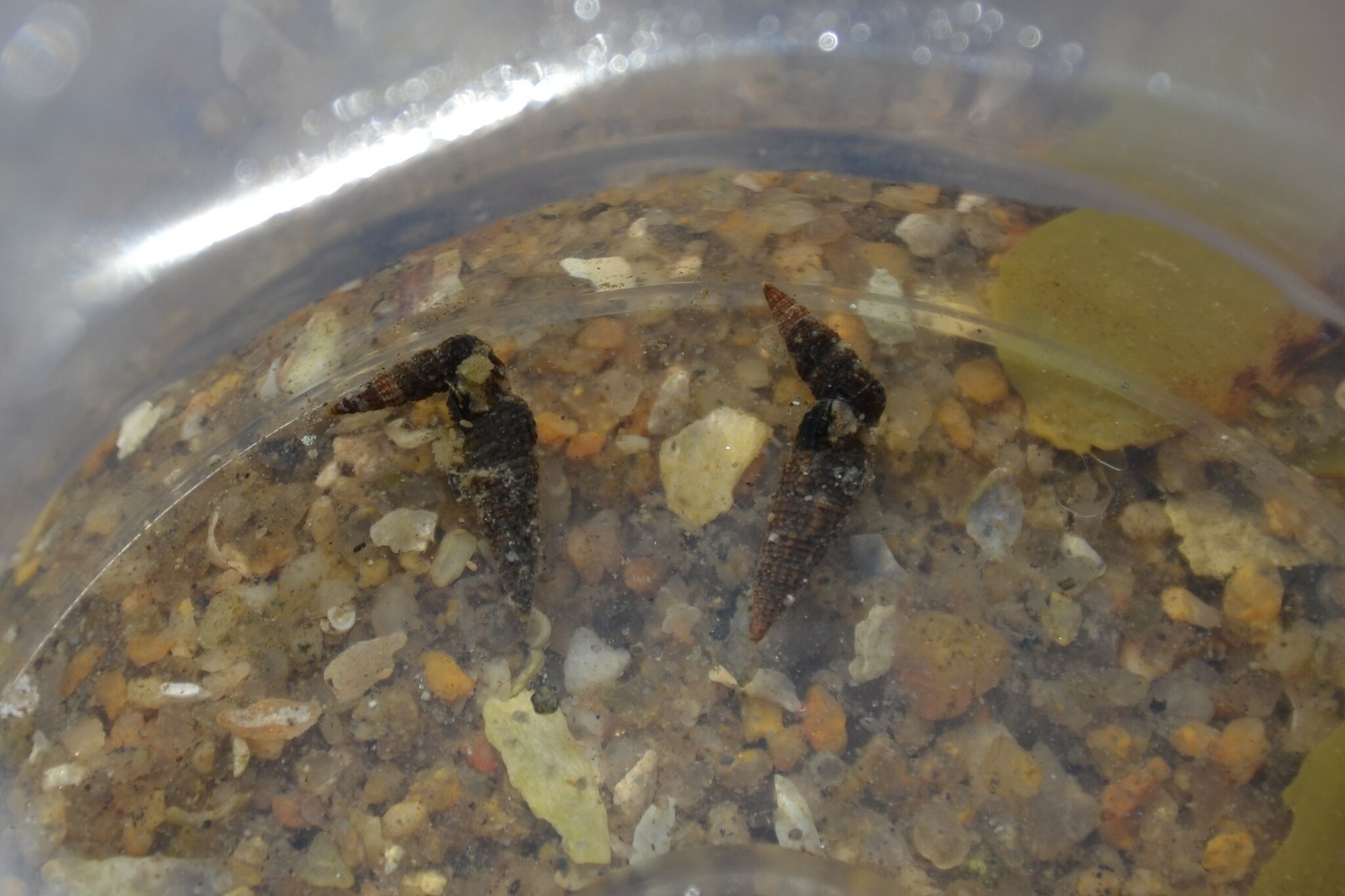 Bittium reticulatum (da Costa, 1778)