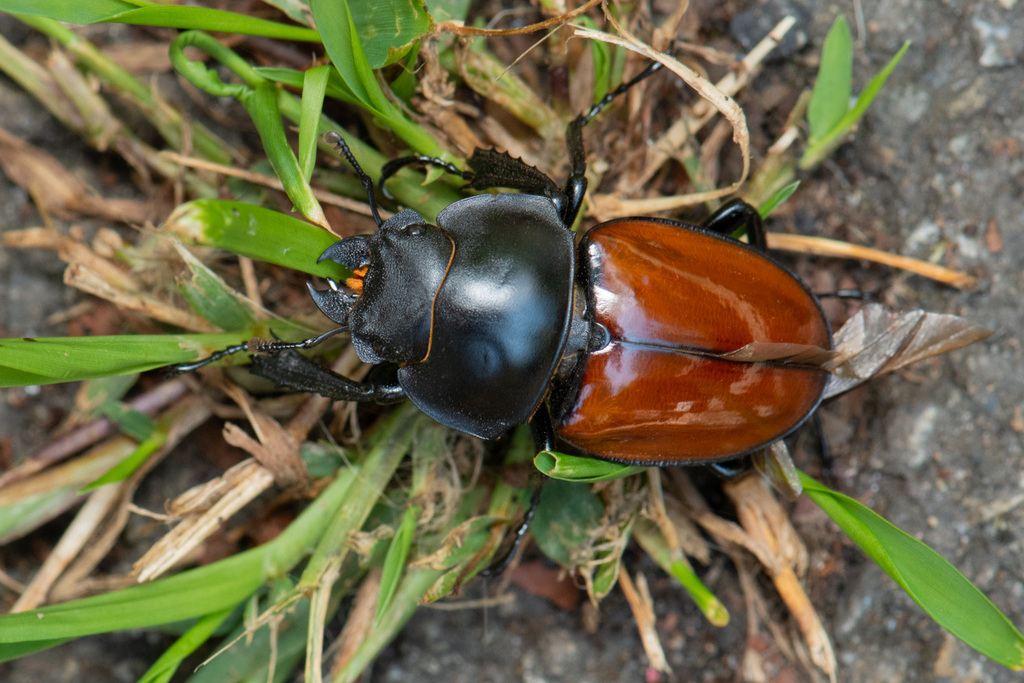 Neolucanus swinhoei in August 2022 by Ben Tsai蔡維哲 · iNaturalist