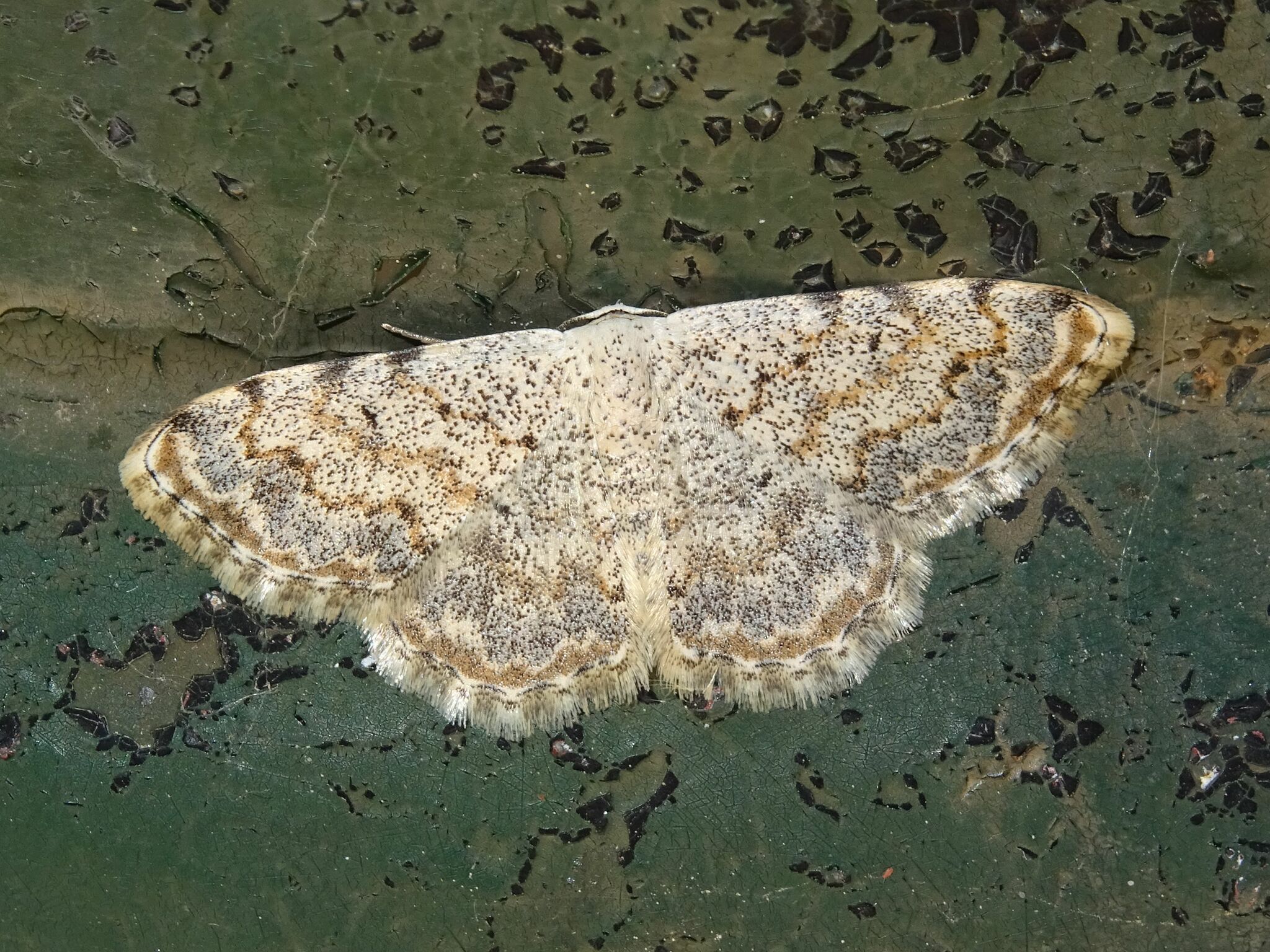 Scopula submutata (Treitschke, 1828)