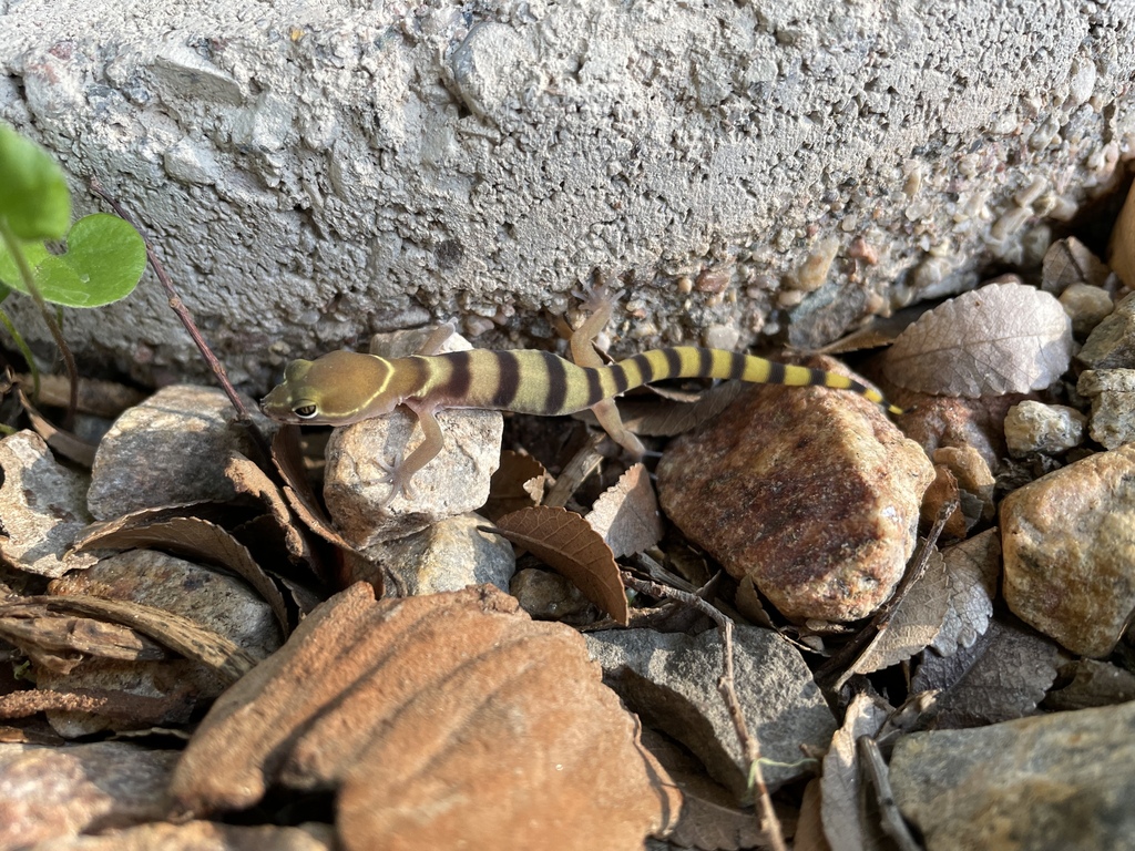 Western Banded Gecko from Gilbert, AZ, USA on August 23, 2022 at 07:51 ...