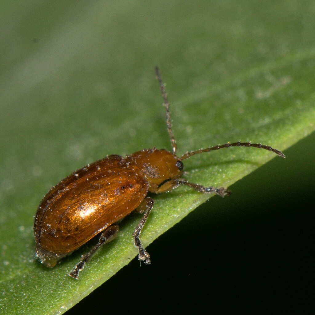 Leaf Skeletonizing Beetle Project Noah