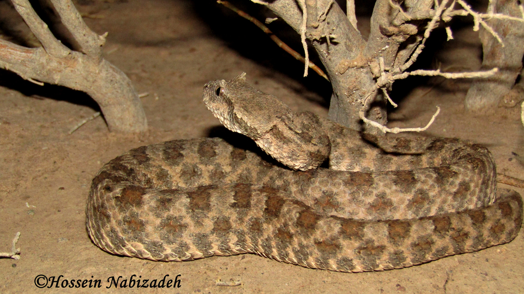 Persian Horned Viper (Pseudocerastes persicus) - Snakes and Lizards