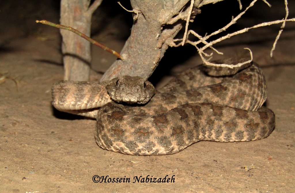 Persian Horned Viper (Pseudocerastes persicus) - Snakes and Lizards