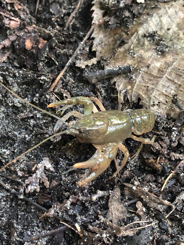 Eastern Crayfish from Ardagh Bluffs, Barrie, ON, CA on August 23, 2022 ...