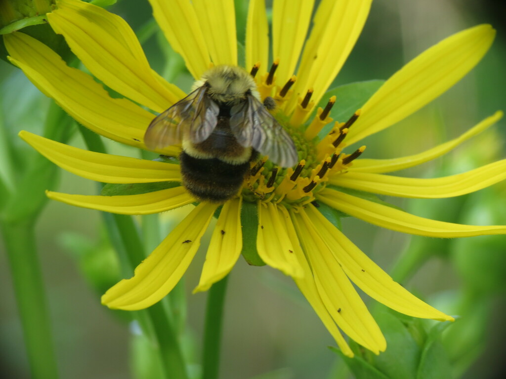 Rusty-patched Bumble Bee in August 2022 by wmct276 · iNaturalist
