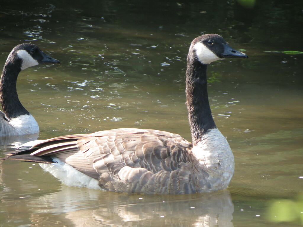 Canada Goose from Rockford, IL, USA on August 23, 2022 at 09:18 AM by ...