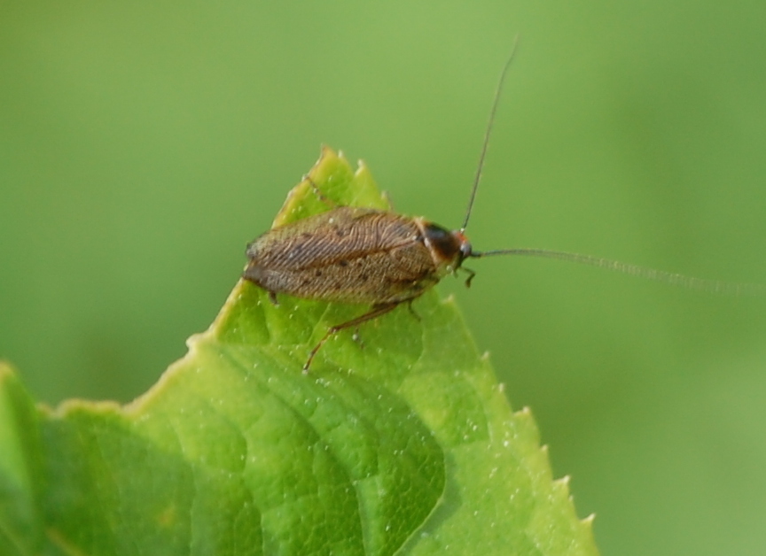 Dusky Cockroach from Scarborough, ME, USA on June 07, 2009 at 03:50 PM ...