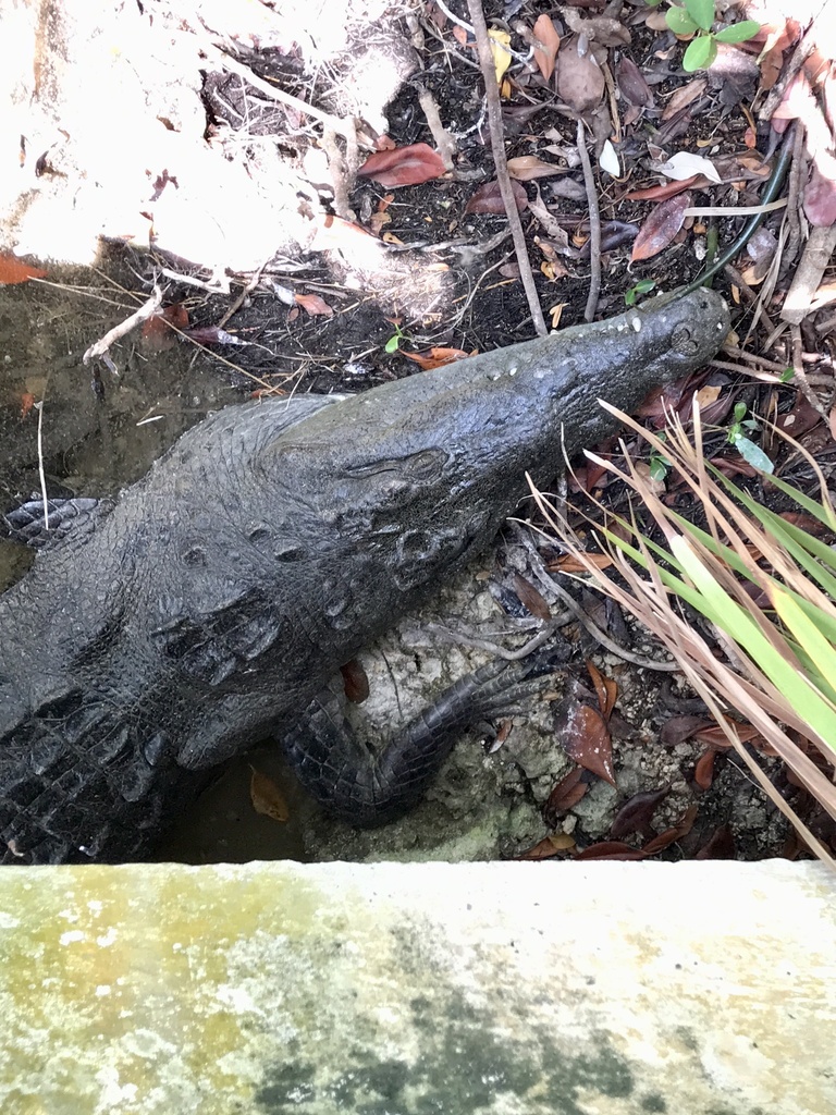 American Crocodile in August 2022 by readtom2021 · iNaturalist
