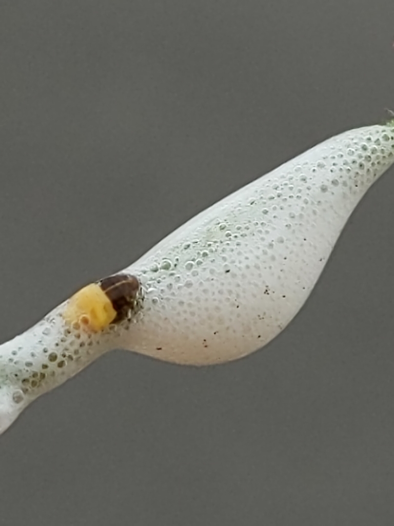 Spittlebugs and Froghoppers from Tustin Legacy, Tustin, CA, USA on ...