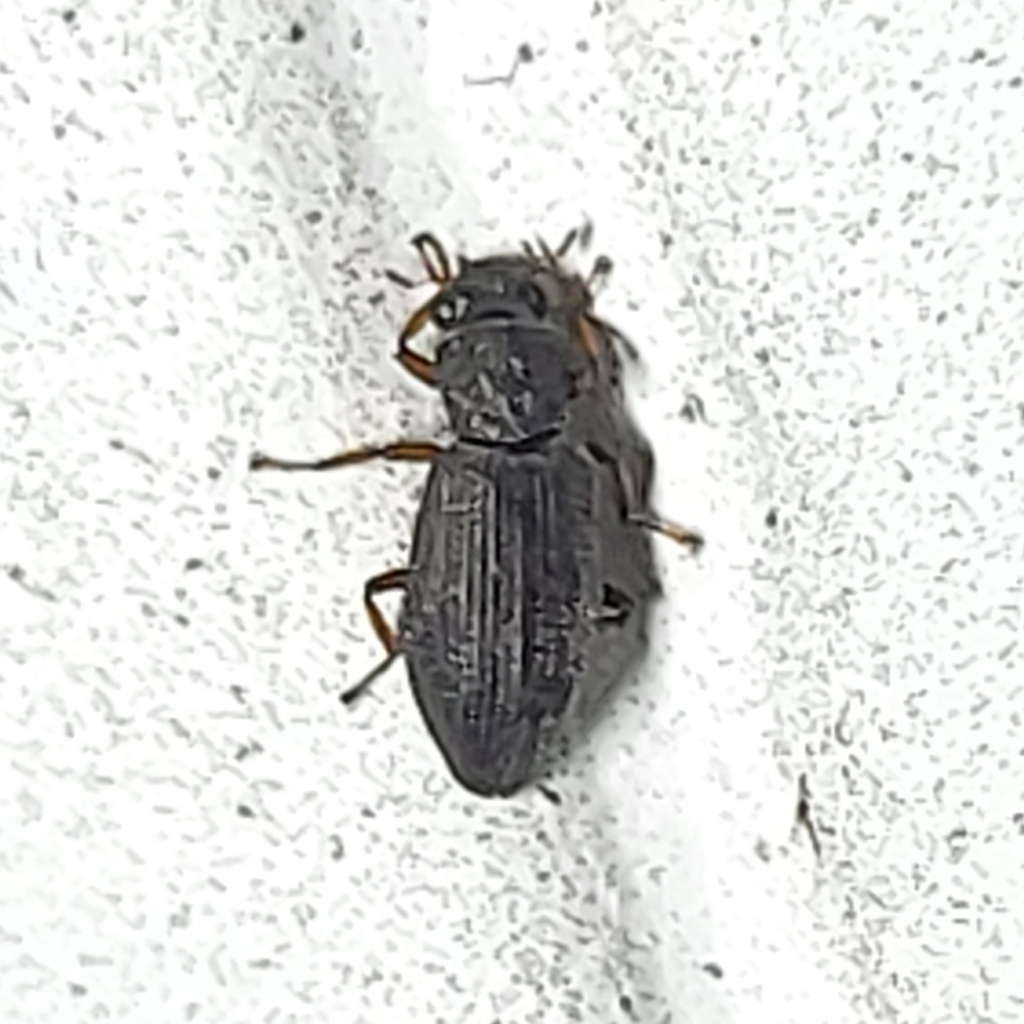 Hydrochus from Wichita Falls, TX 76309, USA on August 23, 2022 at 12:12 ...