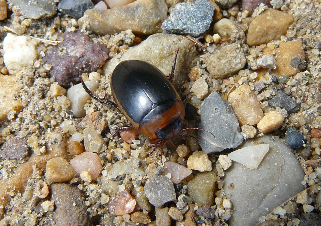 Hydaticus aruspex (Beetles of Chicago Wilderness) · BioDiversity4All