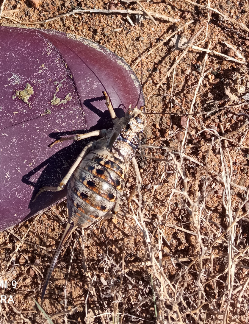 Deracantha Fischer von Waldheim, 1833