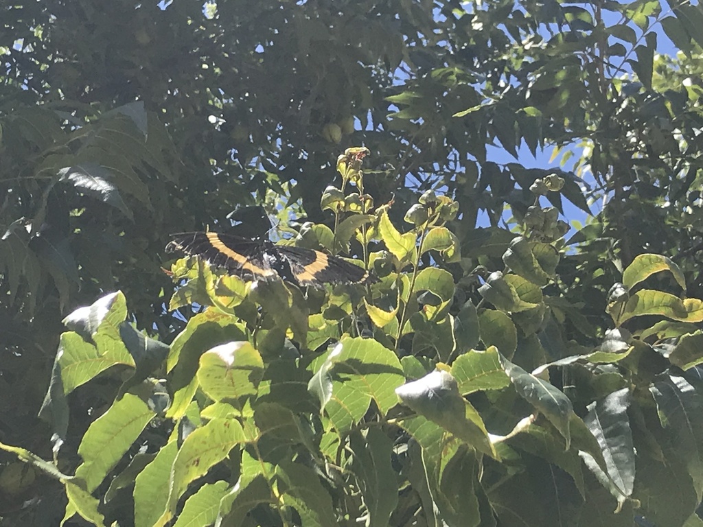 Magnificent Swallowtail from Calle Río Grijalva, Real del Valle, OAX ...