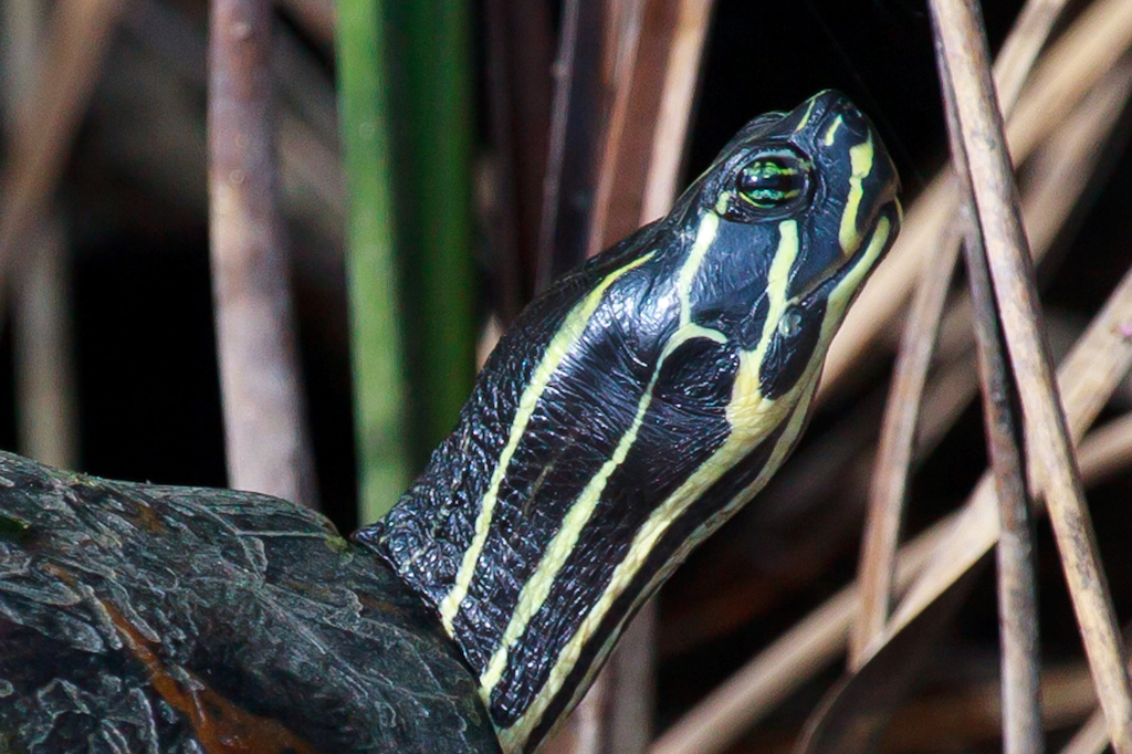Florida Redbelly Turtle (Pseudemys nelsoni) - Marine Life Identification