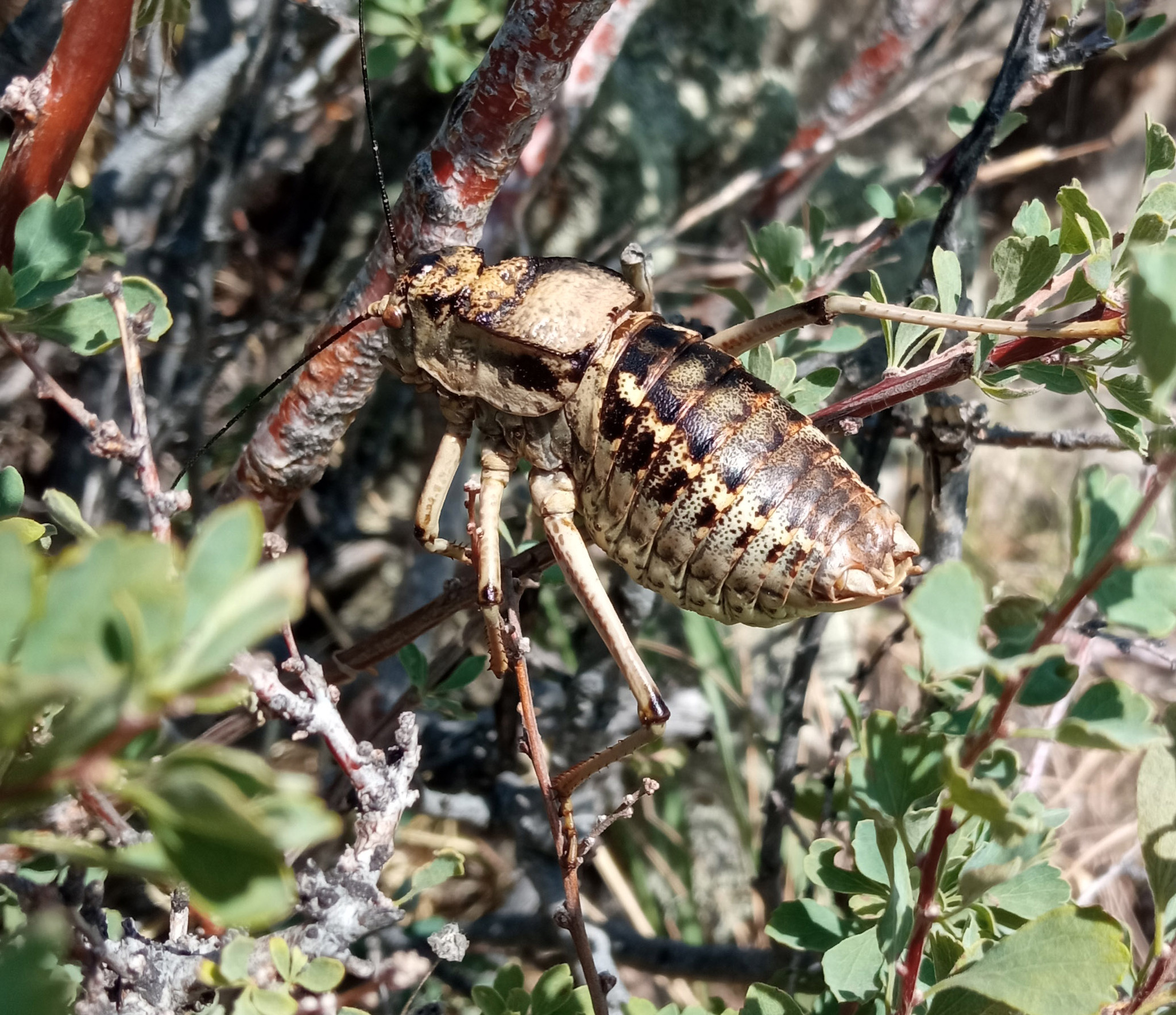 Deracantha Fischer von Waldheim, 1833