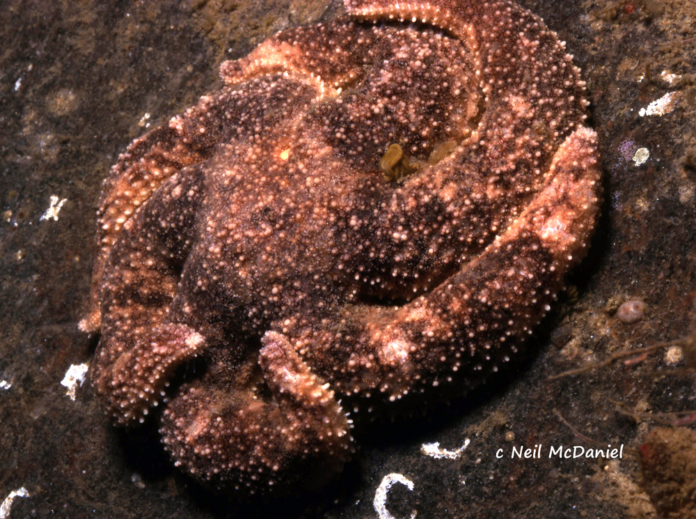 Polar Six-rayed Star from Churchill, Manitoba, Canada on July 28, 1992 ...