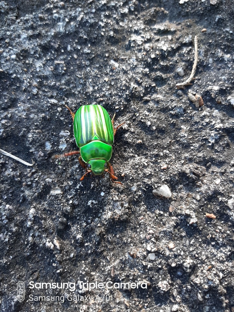 Mayate esmeralda rayado desde Cam. a la Universidad S/N, 68725 Ixtlán ...