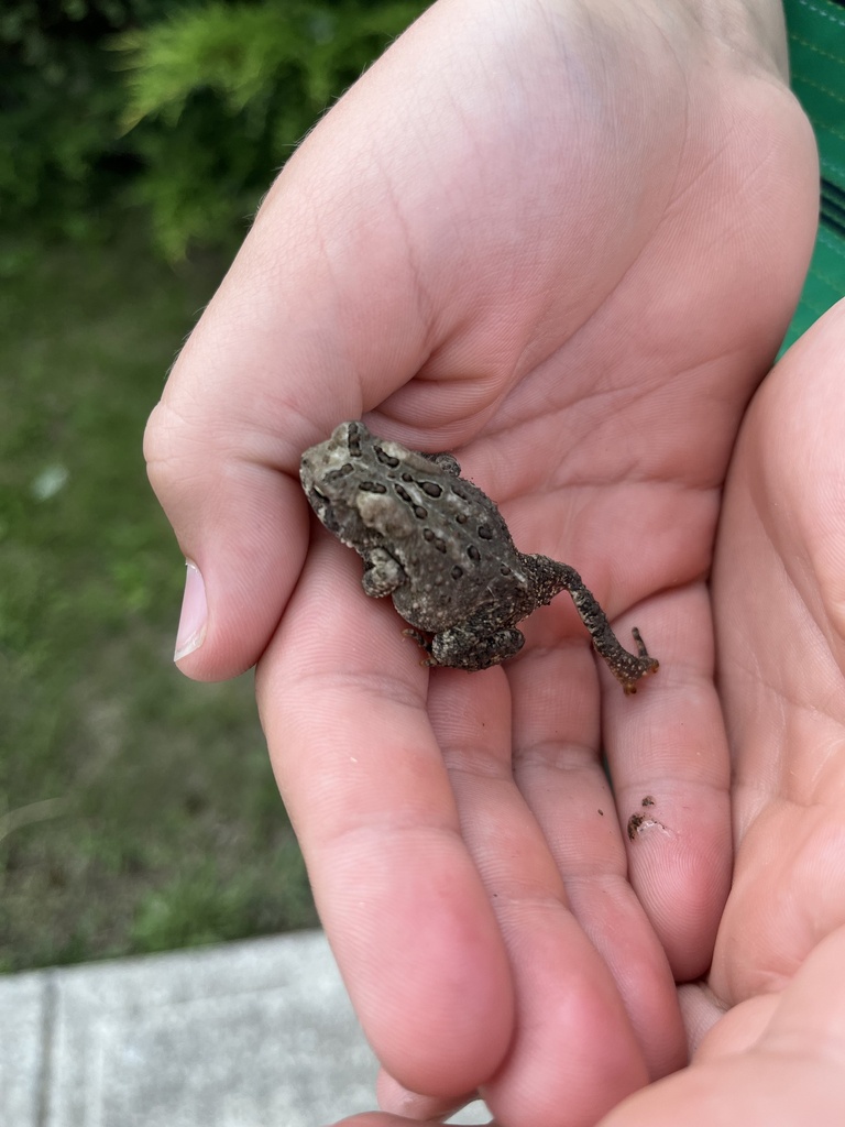 American Toad from Rock Point, Haldimand County, ON, CA on August 23 ...