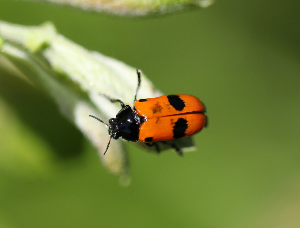 Clytra laeviuscula from Gonfreville-l'Orcher, France on June 11, 2022 ...